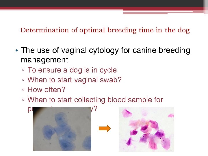 Clinical use of hormone status determination in canine