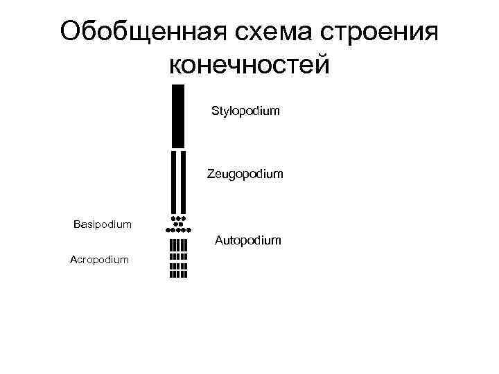 Строение и развитие поясов и конечностей Основные