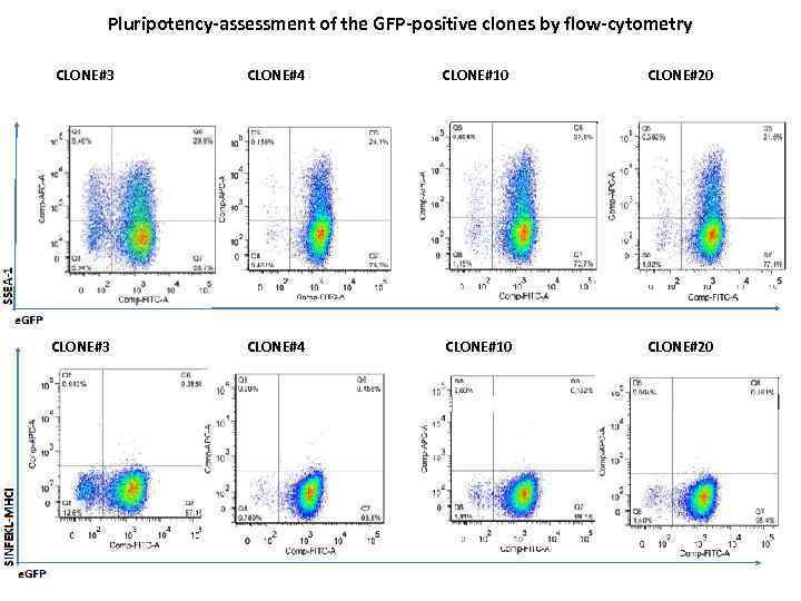 Assessing the immunogenicity of various cells derived by