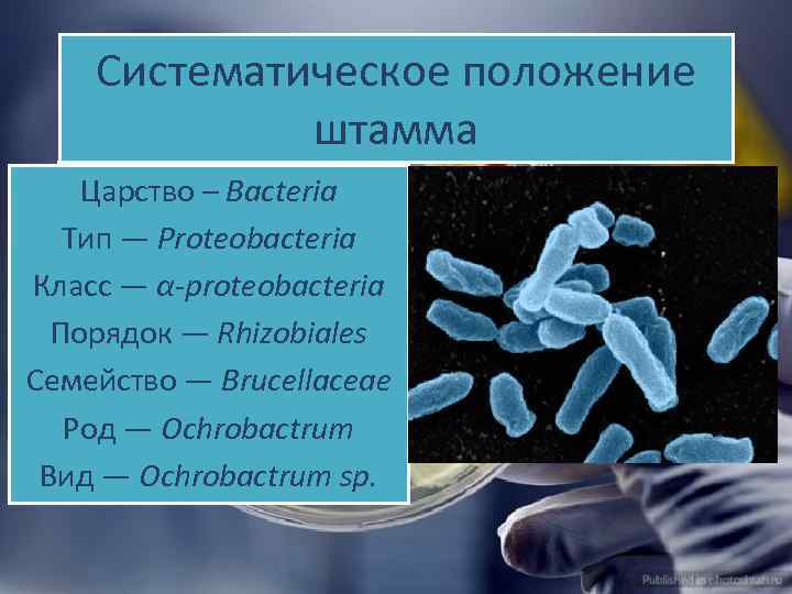 Цитологические особенности штамма Ochrobactrum sp Работу выполнил студент