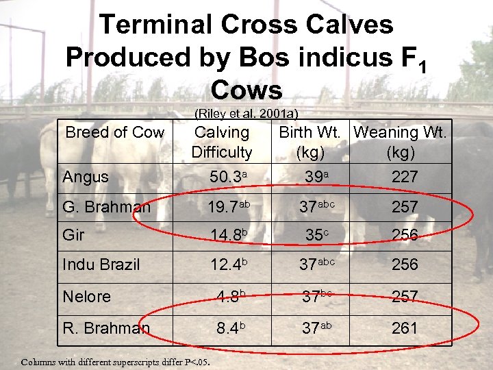 Benefits of Composite Breeding AGA Southern Balancer Informational