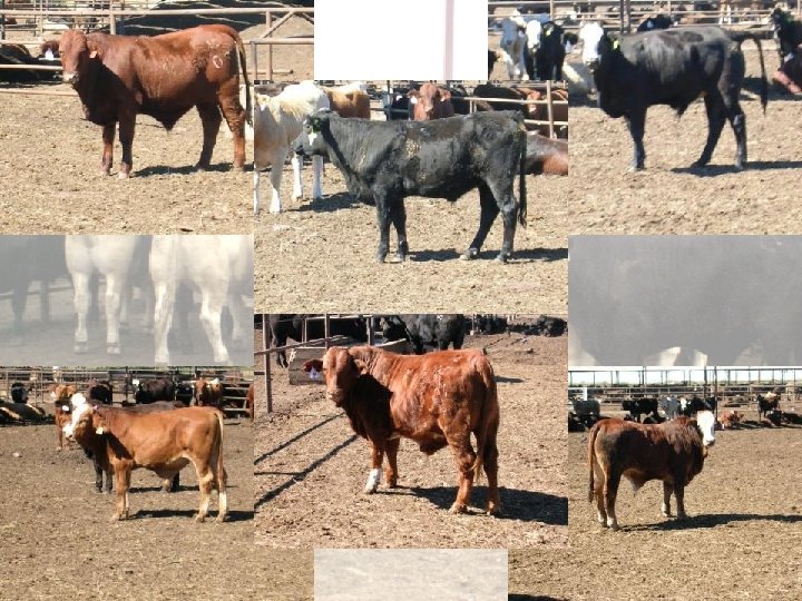 Benefits of Composite Breeding AGA Southern Balancer Informational