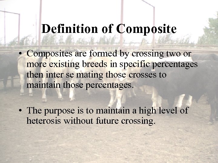 Benefits of Composite Breeding AGA Southern Balancer Informational