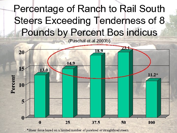 Benefits of Composite Breeding AGA Southern Balancer Informational