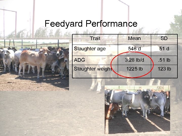 Benefits of Composite Breeding AGA Southern Balancer Informational