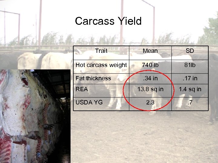 Benefits of Composite Breeding AGA Southern Balancer Informational