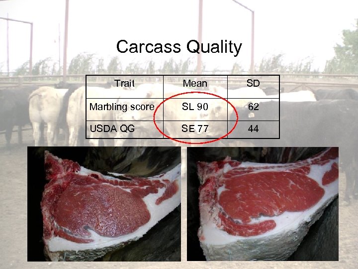 Benefits of Composite Breeding AGA Southern Balancer Informational