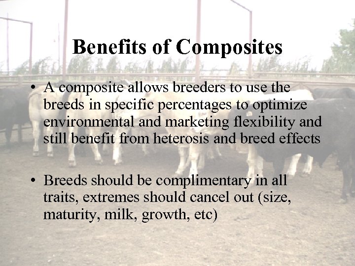 Benefits of Composite Breeding AGA Southern Balancer Informational