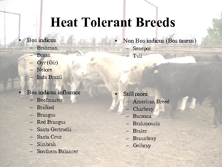 Benefits of Composite Breeding AGA Southern Balancer Informational