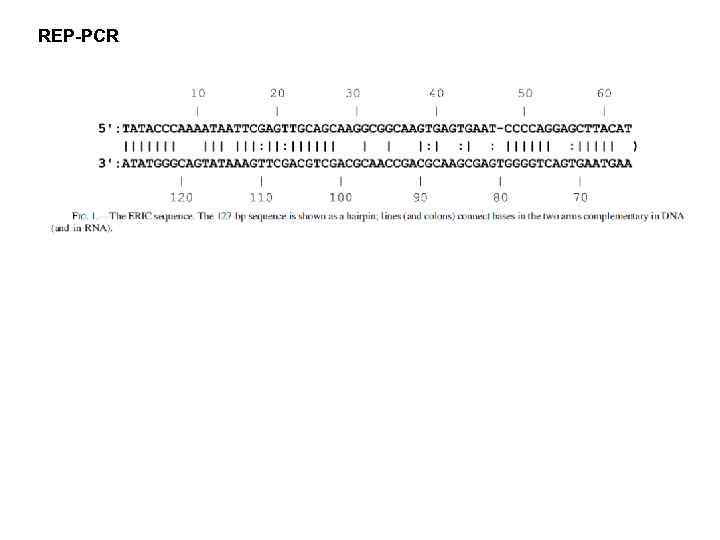 Методы типирования Саузерн-блоттинг Саузерн-блоттинг Саузерн-блоттинг