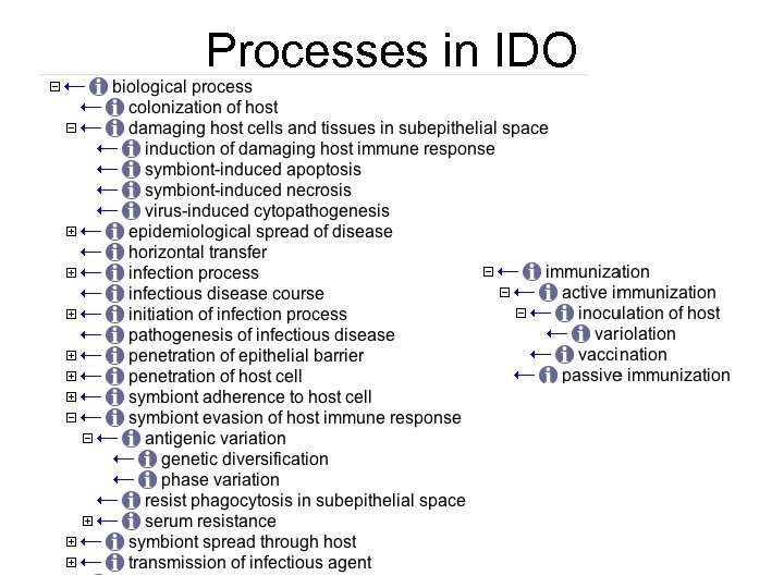 Infectious Disease Ontology Lindsay Cowell Department of Biostatistics