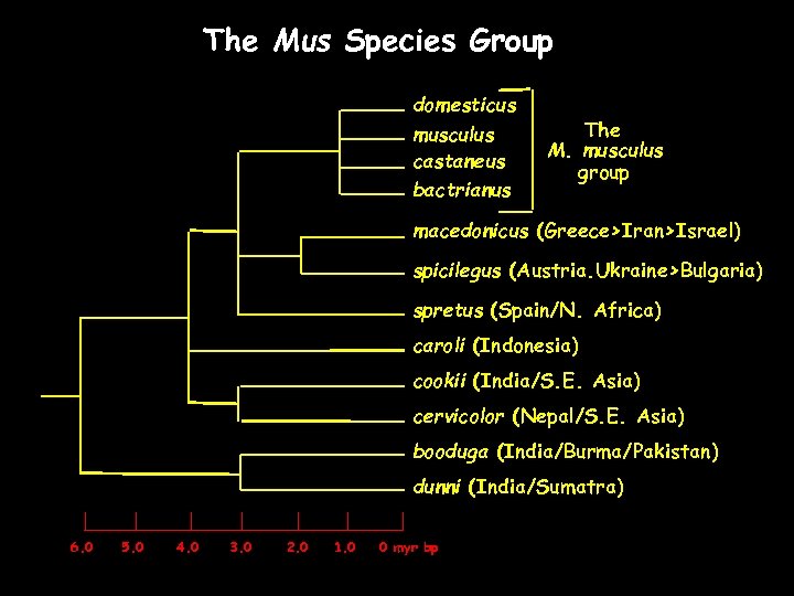 Overview Models in laboratory research The unique position