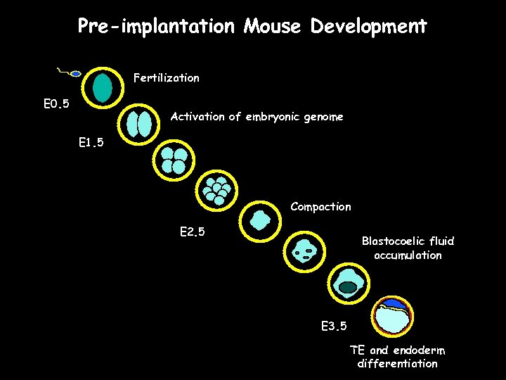 Overview Models in laboratory research The unique position