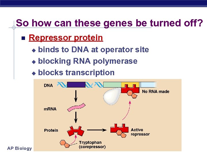 Control of Prokaryotic Bacterial Genes AP Biology 2007