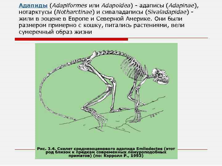 ТЕМА 3 КОНЦЕПЦИИ АНТРОПОГЕНЕЗА o o Мировоззрение человека