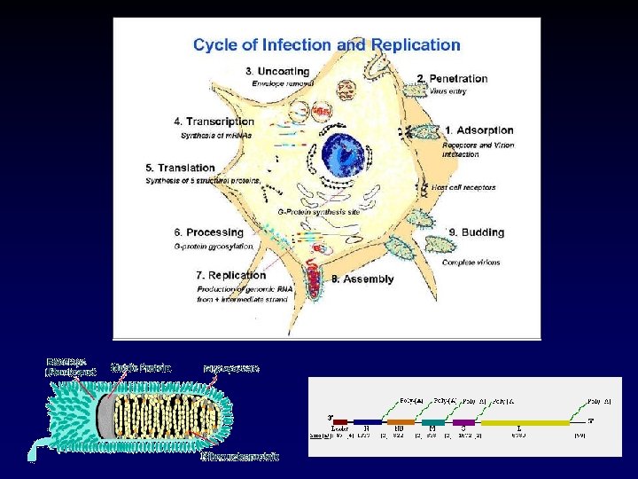 Inhibition of rabies virus replication by micro RNA