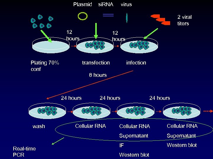 Inhibition of rabies virus replication by micro RNA