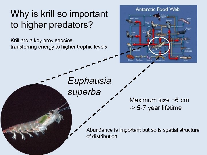 Spatial and temporal operation of food webs Scales