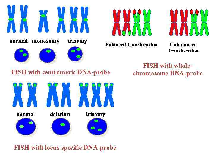Медицинская генетика Практический курс Клиническая цитогенетика ...