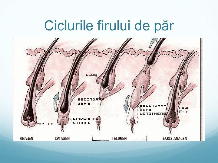 Pielea și gemoterapia 11 decembrie 2015 Constanța