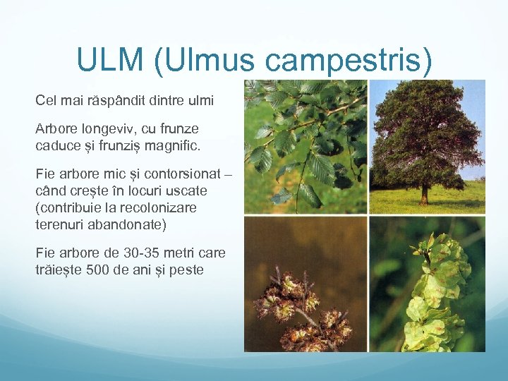 Pielea și gemoterapia 11 decembrie 2015 Constanța