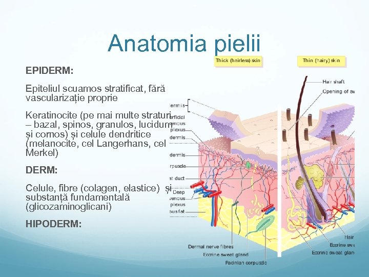 Pielea și gemoterapia 11 decembrie 2015 Constanța