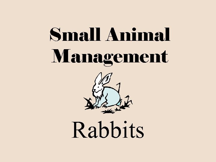 Small Animal Management Rabbits I Terms A