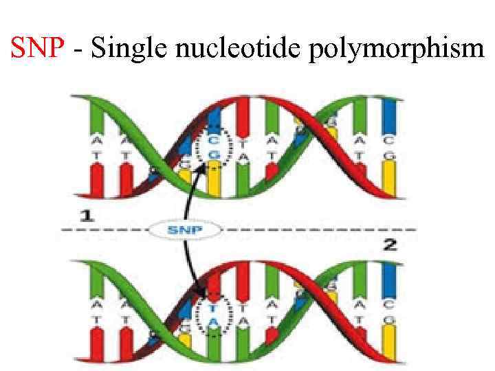 Иммуногенетическая лаборатория НИИ КП АГУ Иммуногенетическая лаборатория
