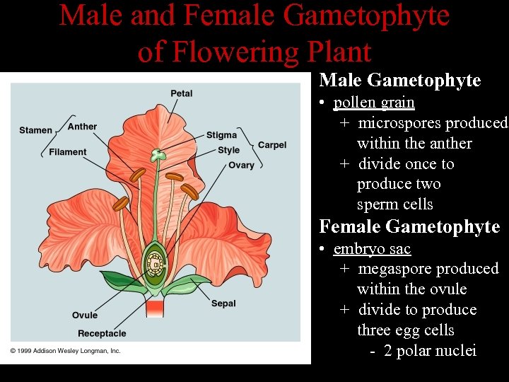 Unit XI Plant Structure and Function Plant biology