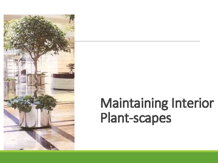Maintaining Interior Plant-scapes Next Generation Science Common Core