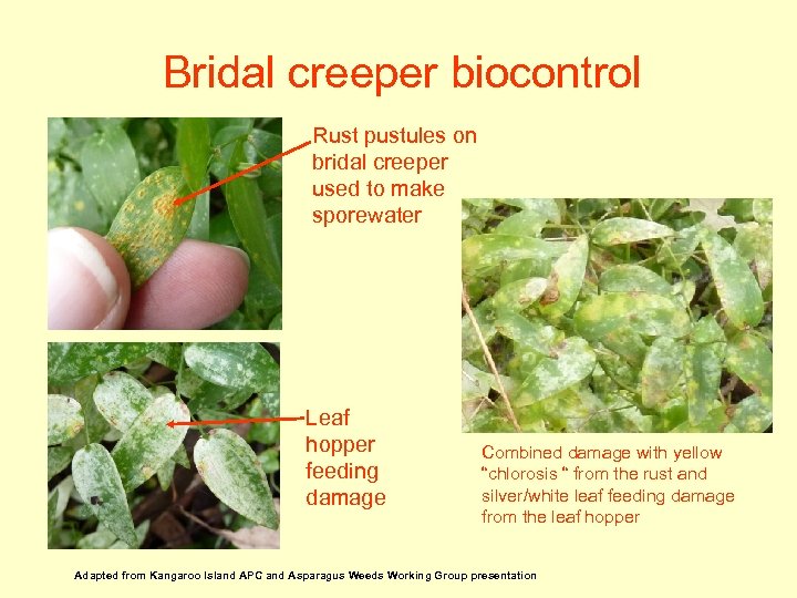 How to make spore water Introduction Spore water