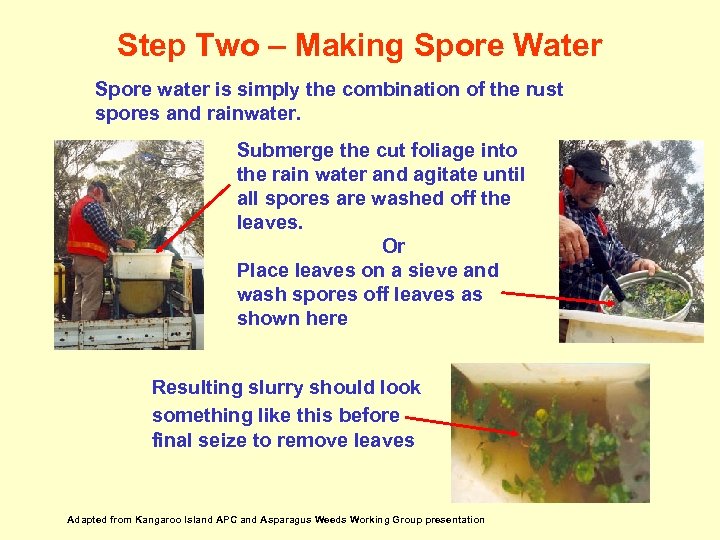 How to make spore water Introduction Spore water