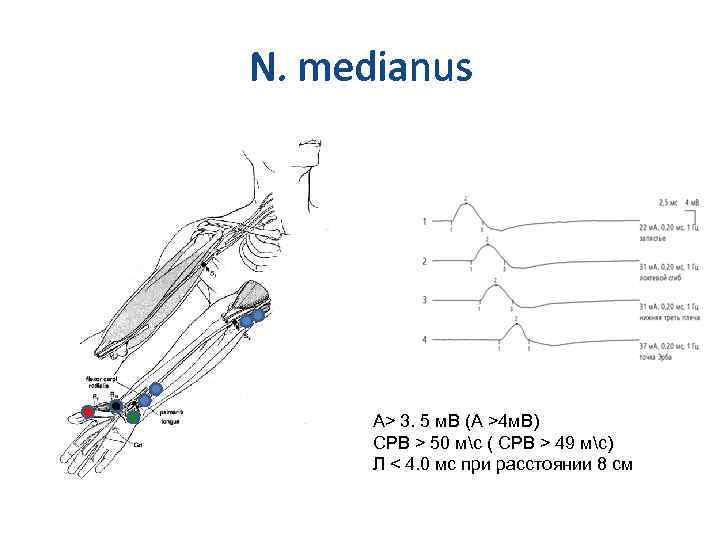 Основы стимуляционной электромиографии Учебный центр по непрерывному ...
