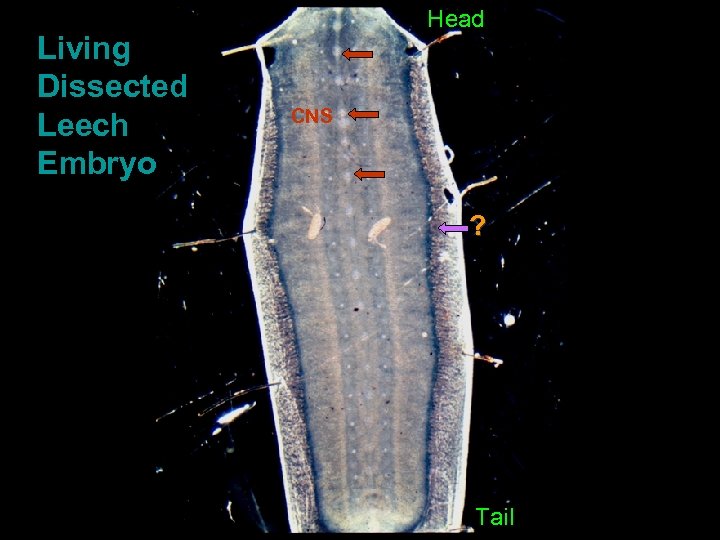 ON-GOING PROJECTS IN THE MACAGNO LABORATORY AT UCSD