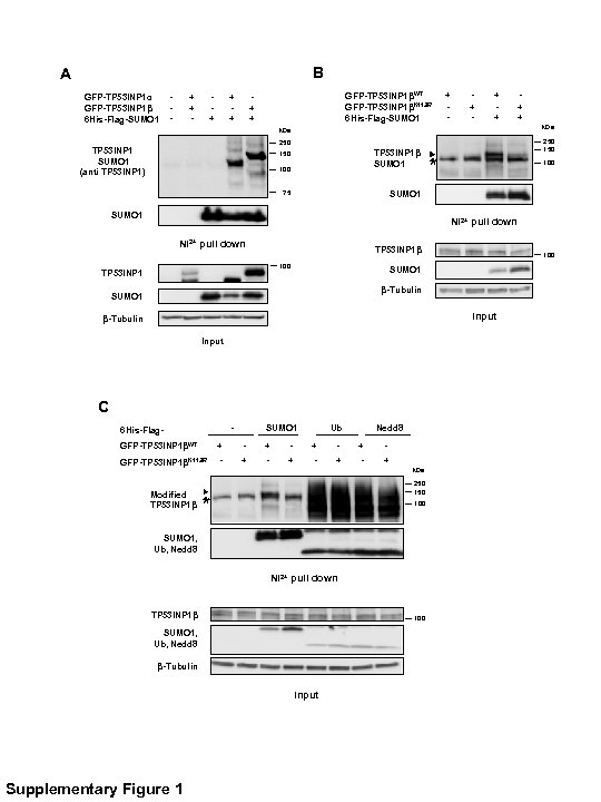 B A GFP-TP 53 INP 1α GFP-TP 53