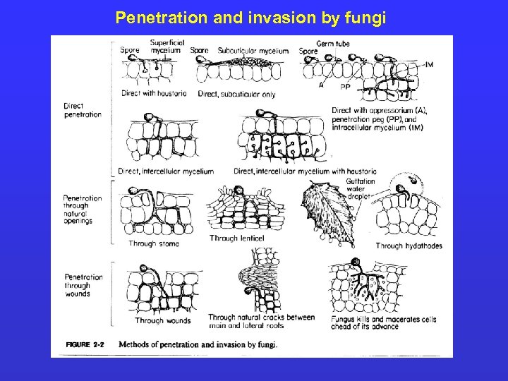Principles of Postharvest Pathology Dr Ron Porat Dept