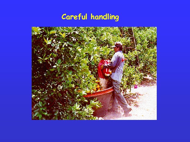 Principles of Postharvest Pathology Dr Ron Porat Dept