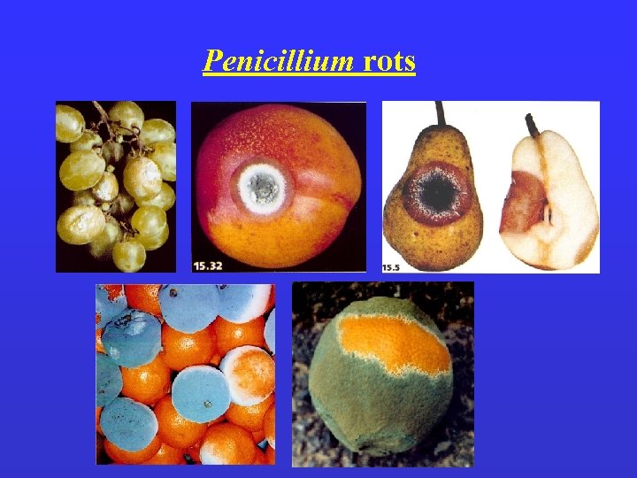 Principles of Postharvest Pathology Dr Ron Porat Dept
