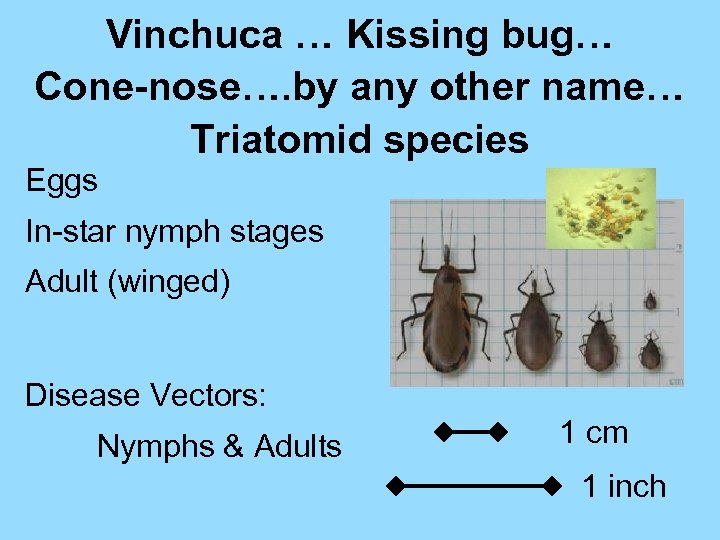 Chagas Disease Clues to the Magnitude of the