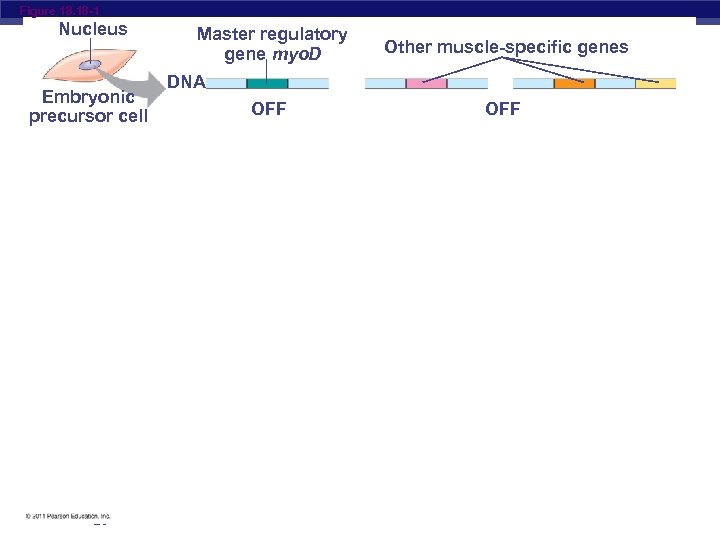 Control of Eukaryotic Genes AP Biology The