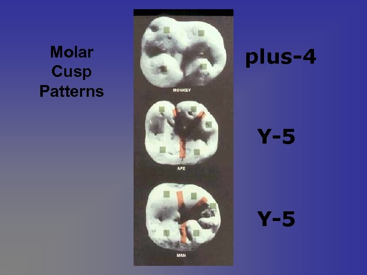 Lab 2 Hominid Anatomy Key features to know