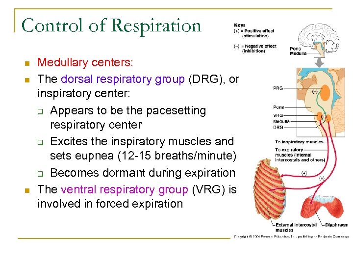 Respiratory System Keri Muma Bio 6 Functions