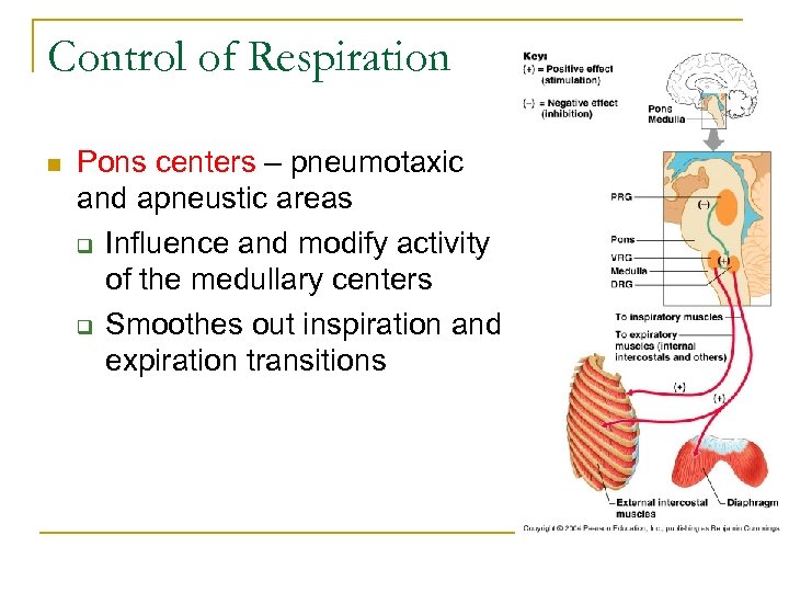 Respiratory System Keri Muma Bio 6 Functions