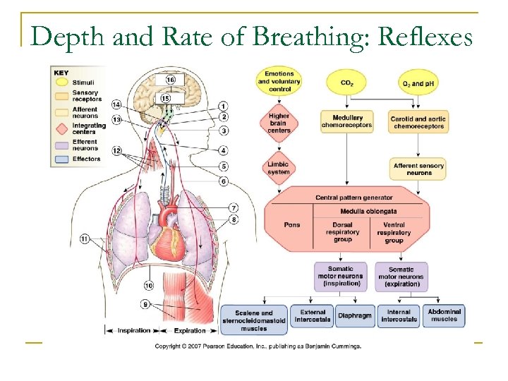 Respiratory System Keri Muma Bio 6 Functions