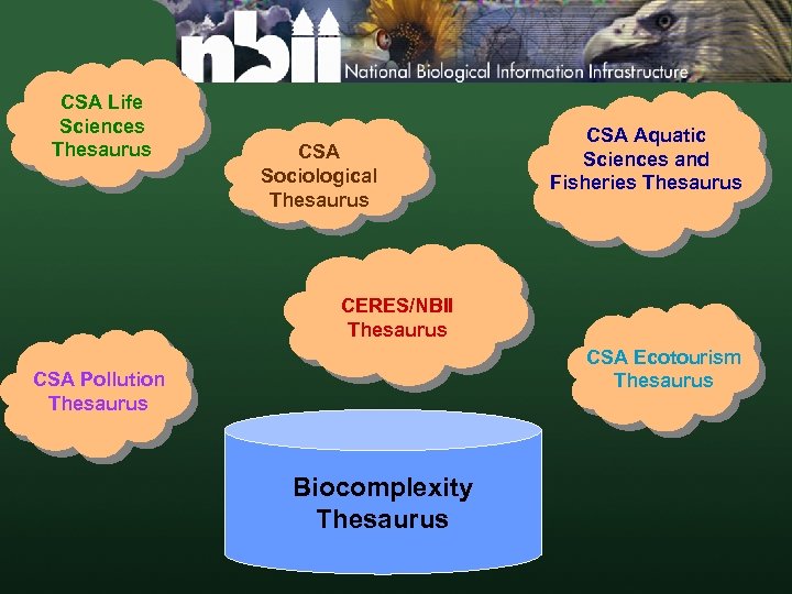 The CSA NBII Biocomplexity Thesaurus Current Initiatives Future Directions
