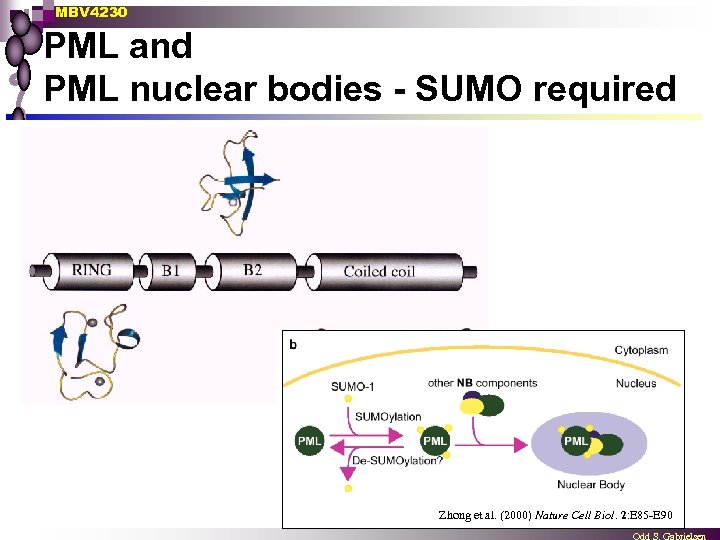 How ubiquitin and SUMOs control trx MBV