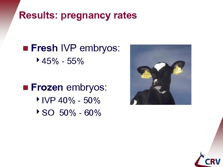 Use of OPU-IVP and SO at CRV breeding