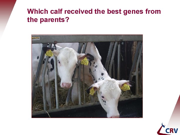 Use of OPU-IVP and SO at CRV breeding