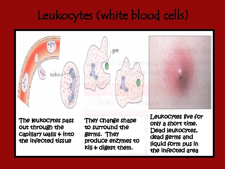 BLOO D leukocytes erythrocytes Blood Figure