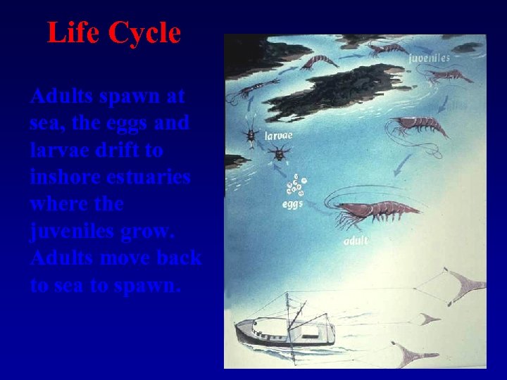 Shrimp Prawn Crayfish Aquaculture World harvest of